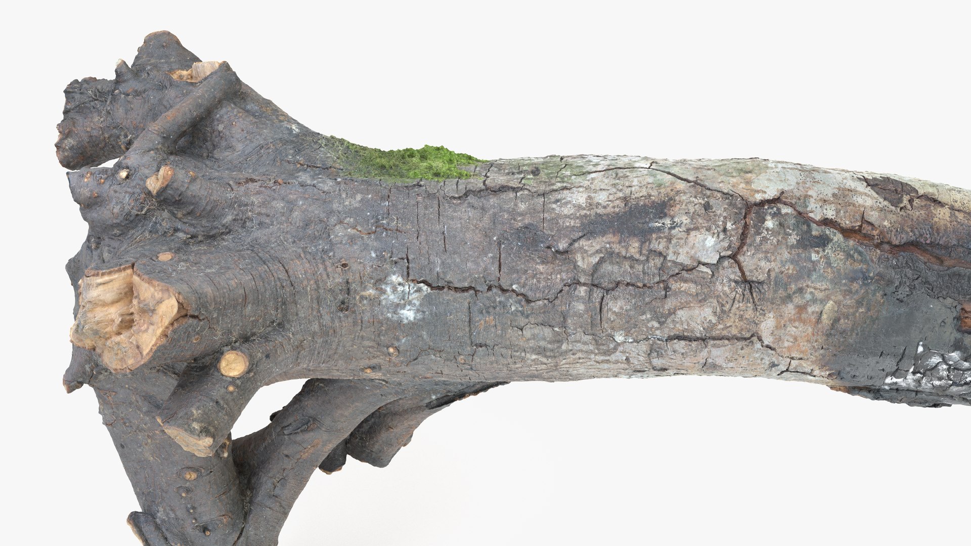 Tree broken withered roots 3D model - TurboSquid 1485759