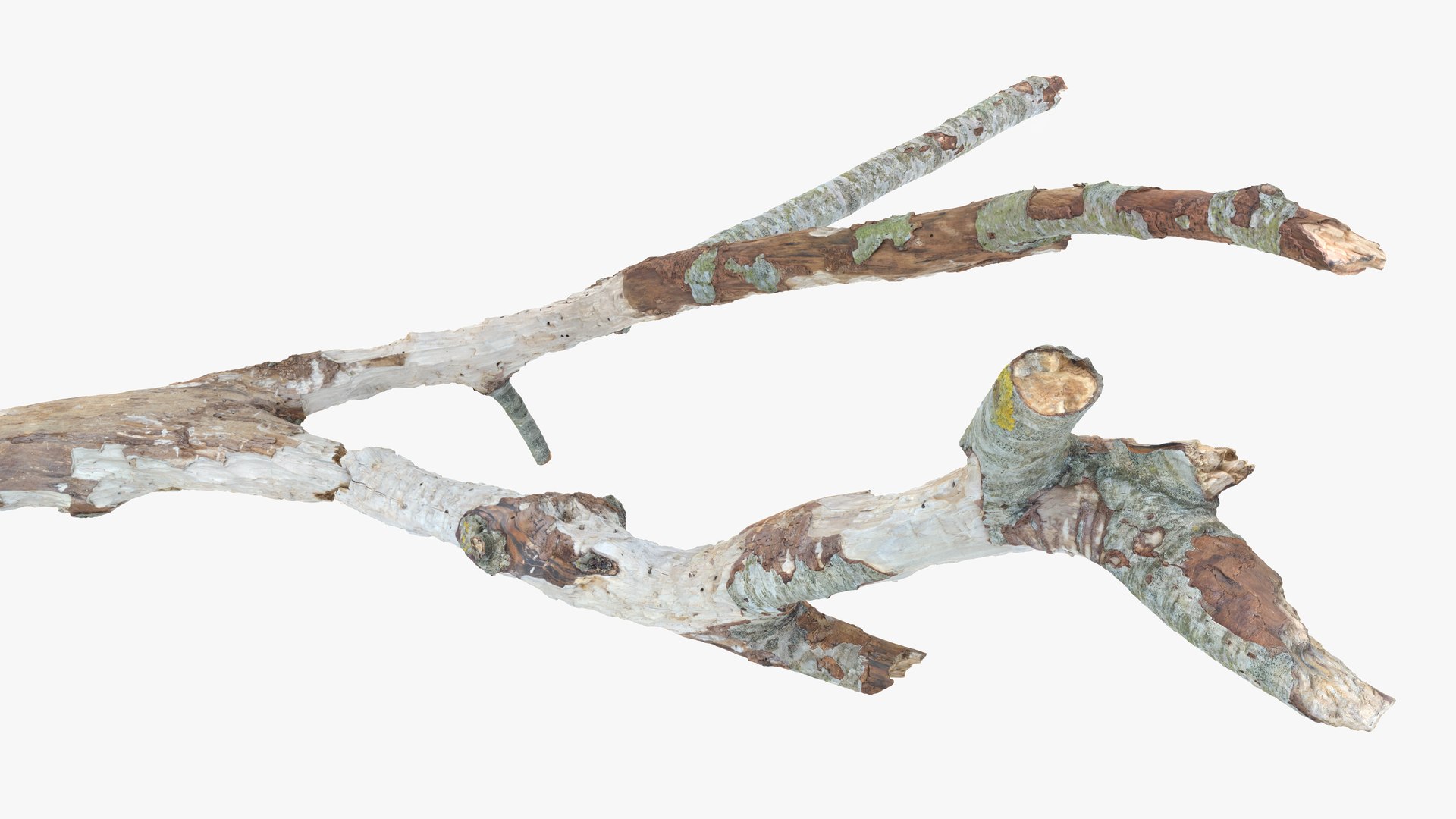 Tree broken withered roots 3D model - TurboSquid 1485759