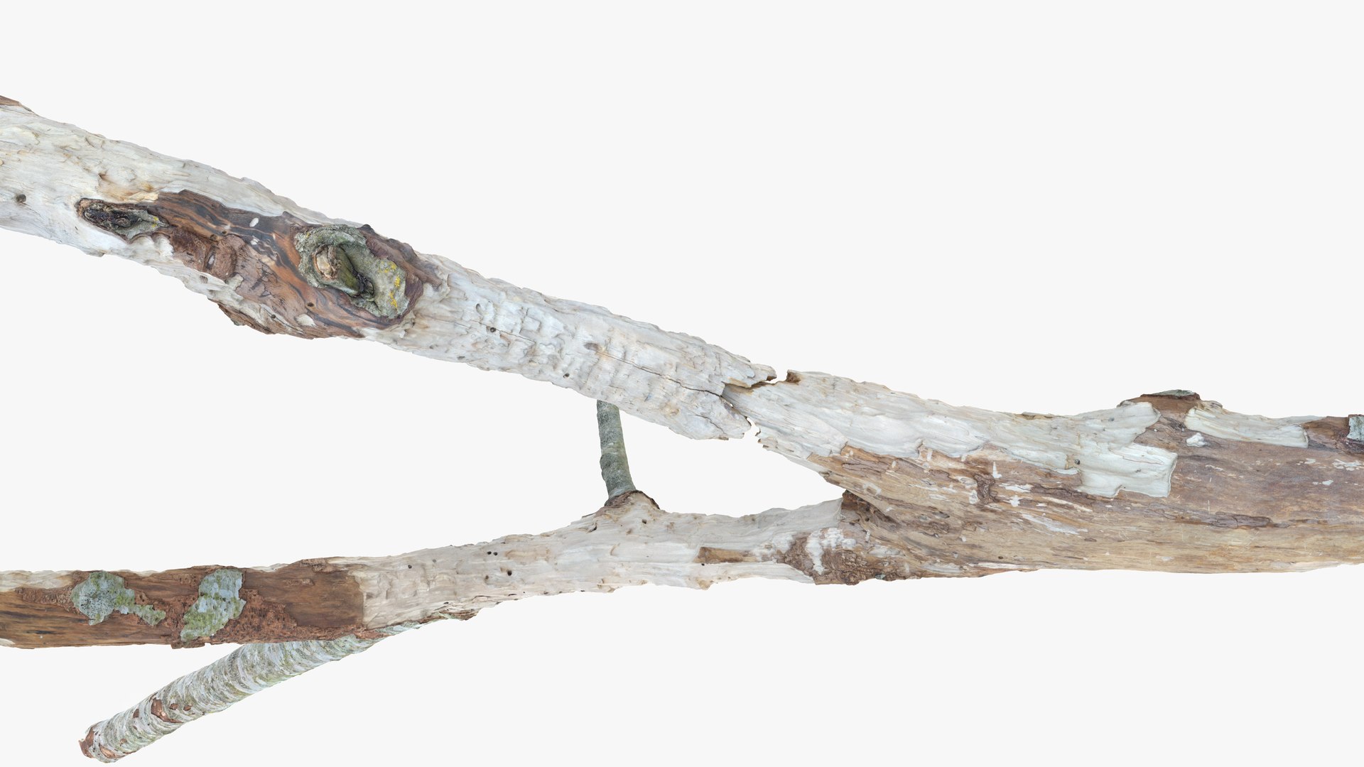 Tree broken withered roots 3D model - TurboSquid 1485759