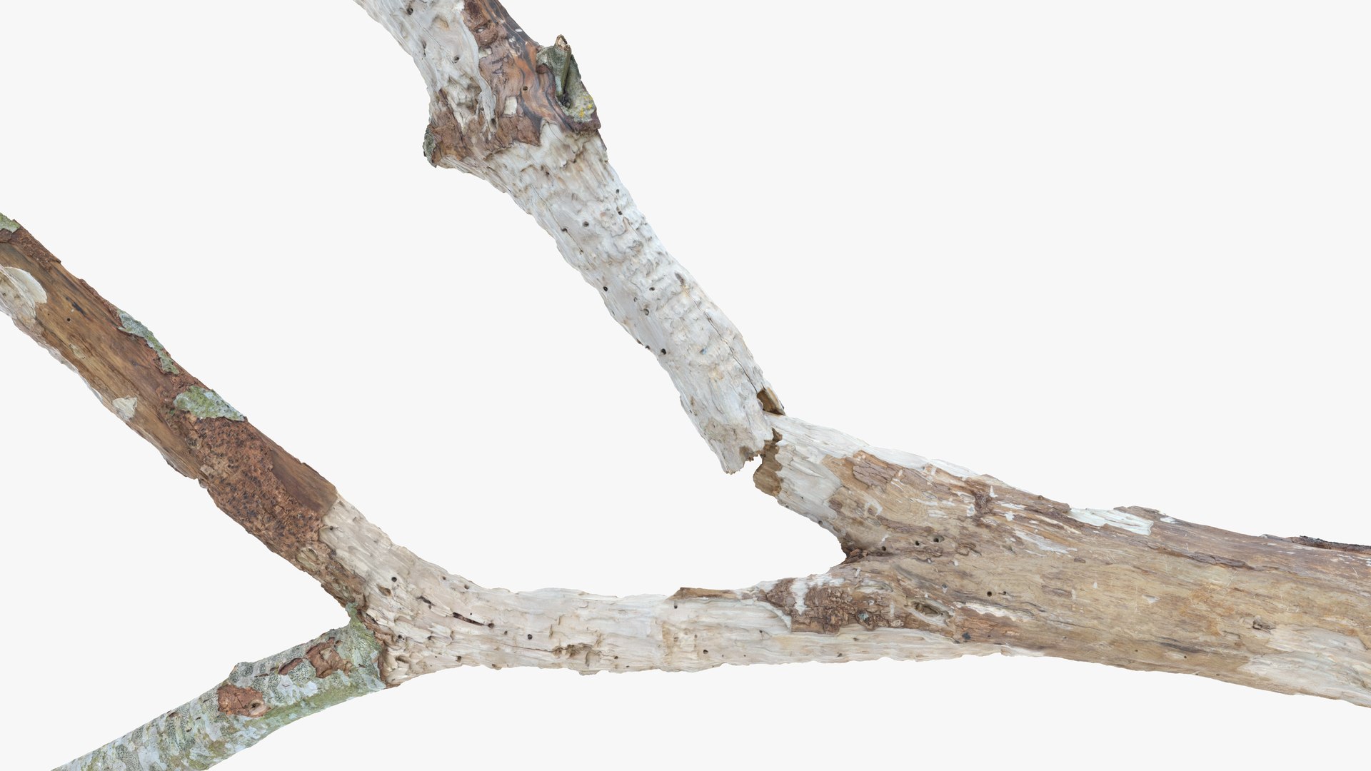 Tree broken withered roots 3D model - TurboSquid 1485759