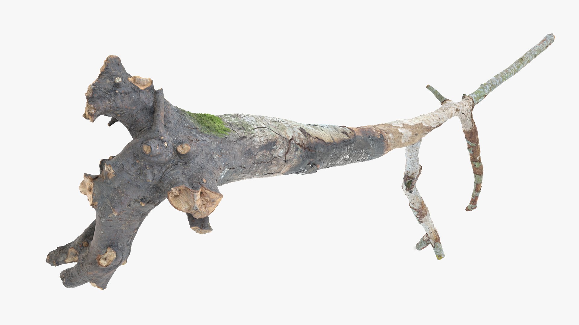 Tree broken withered roots 3D model - TurboSquid 1485759