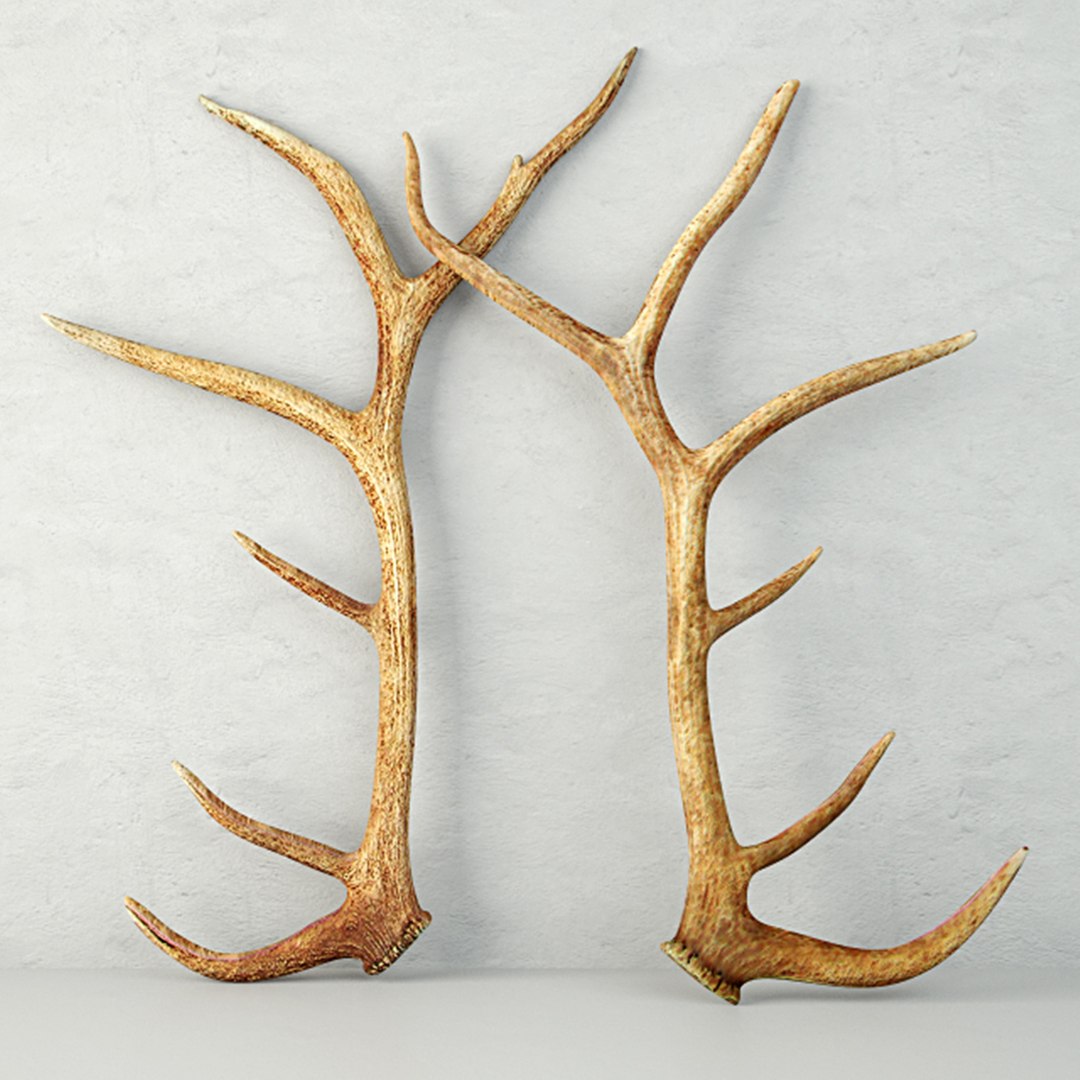 Monumental Unmounted Elk Antlers Model - TurboSquid 1203080