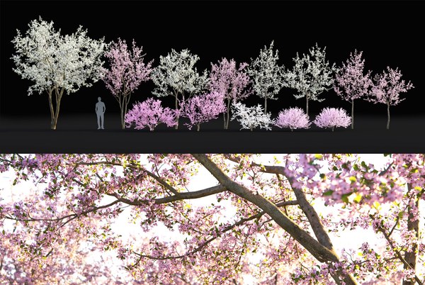 Free 3D Cherry-Blossom Models | TurboSquid