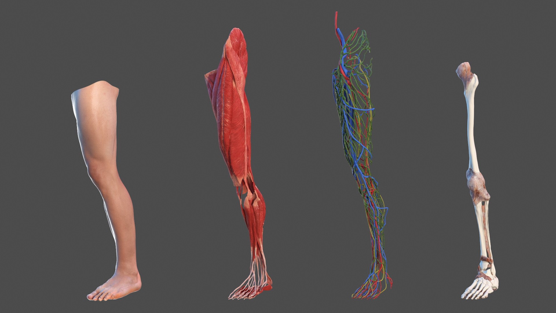 Leg Anatomy Asian Man Model - TurboSquid 2302525