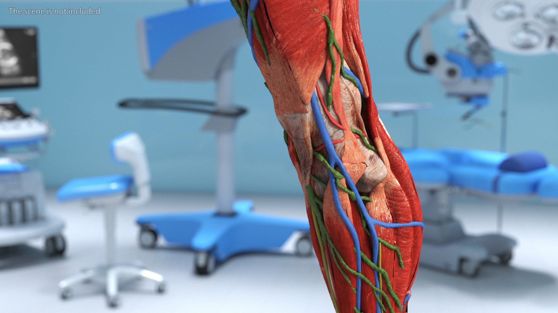 Leg Anatomy Asian Man Model - TurboSquid 2302525