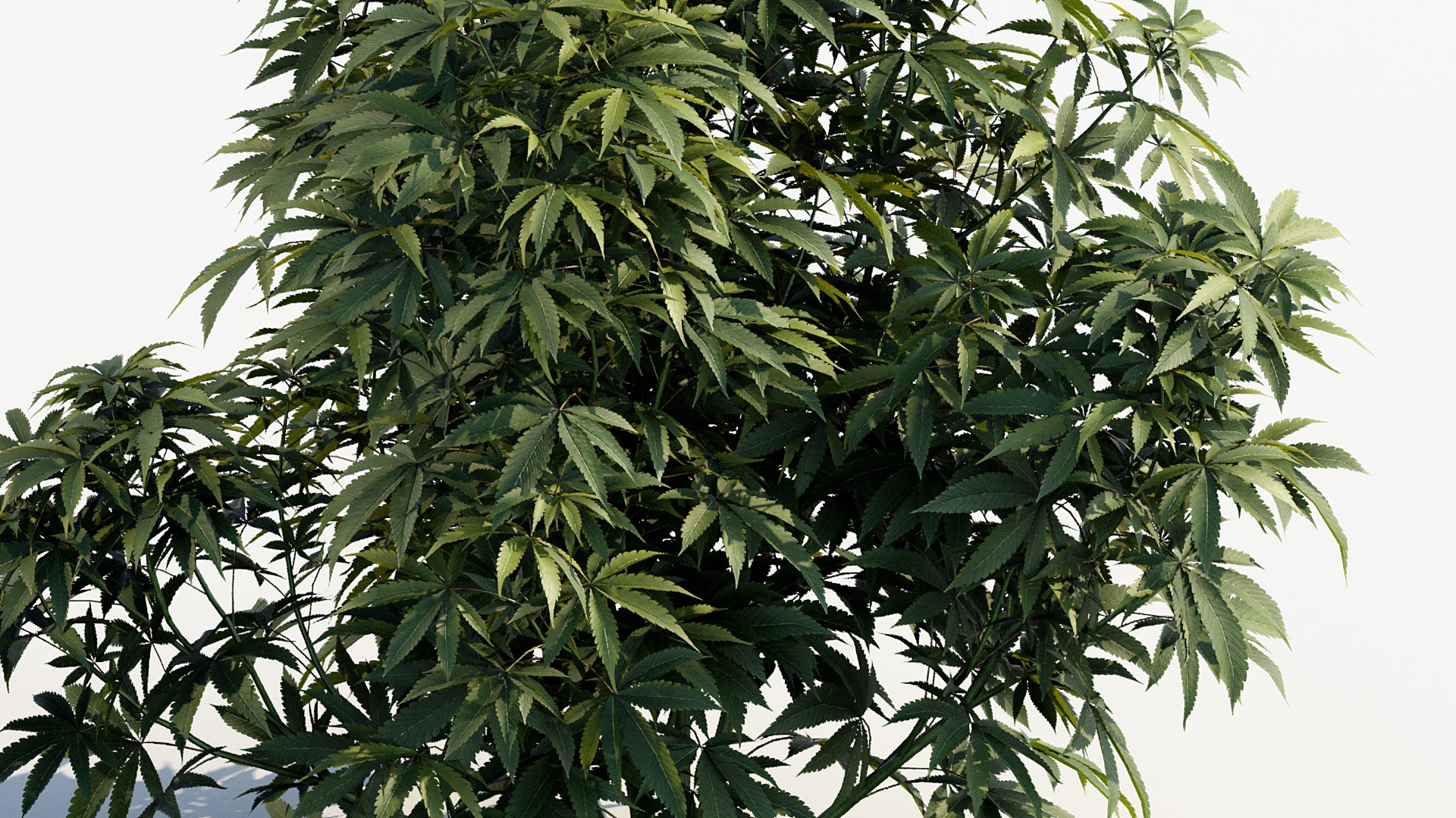 3D Cannabis Marijuana 3D Model Model - TurboSquid 2044656