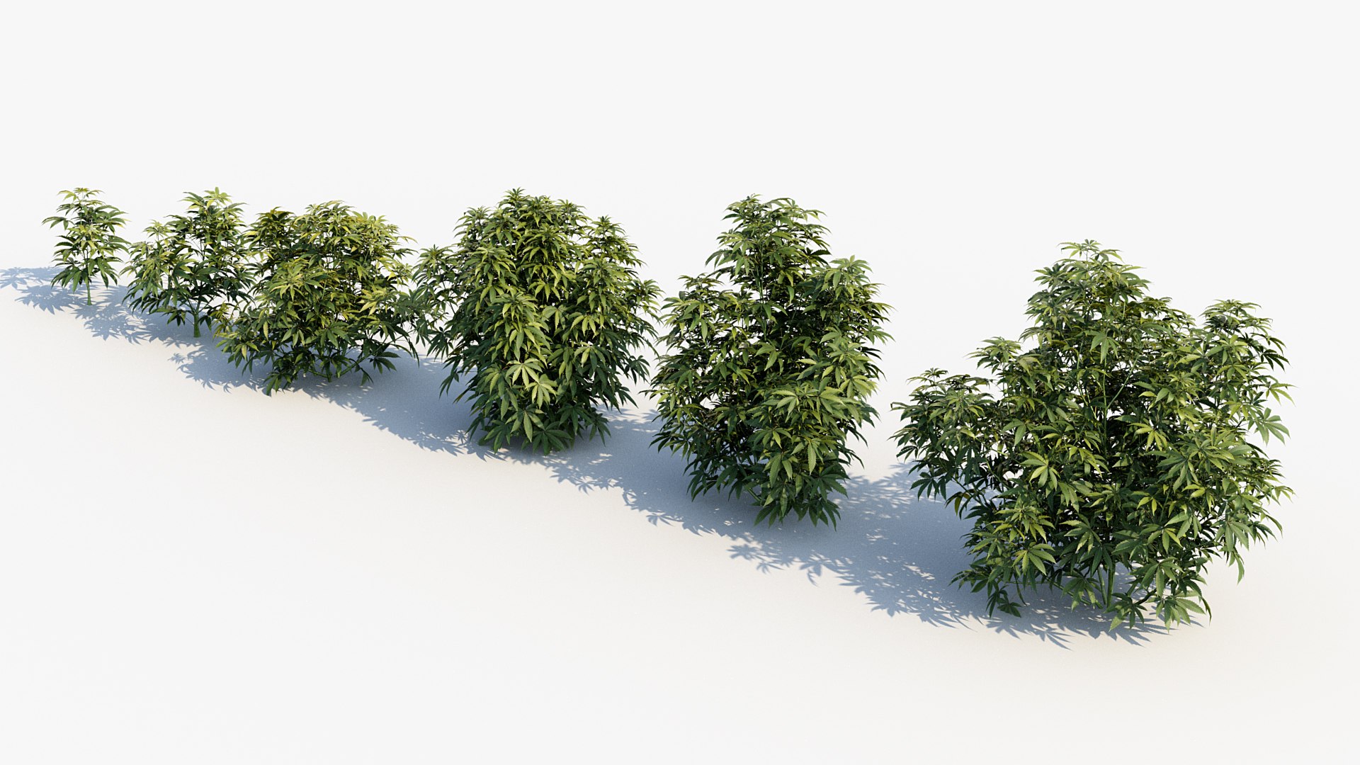 3D Cannabis Marijuana 3D Model Model - TurboSquid 2044656