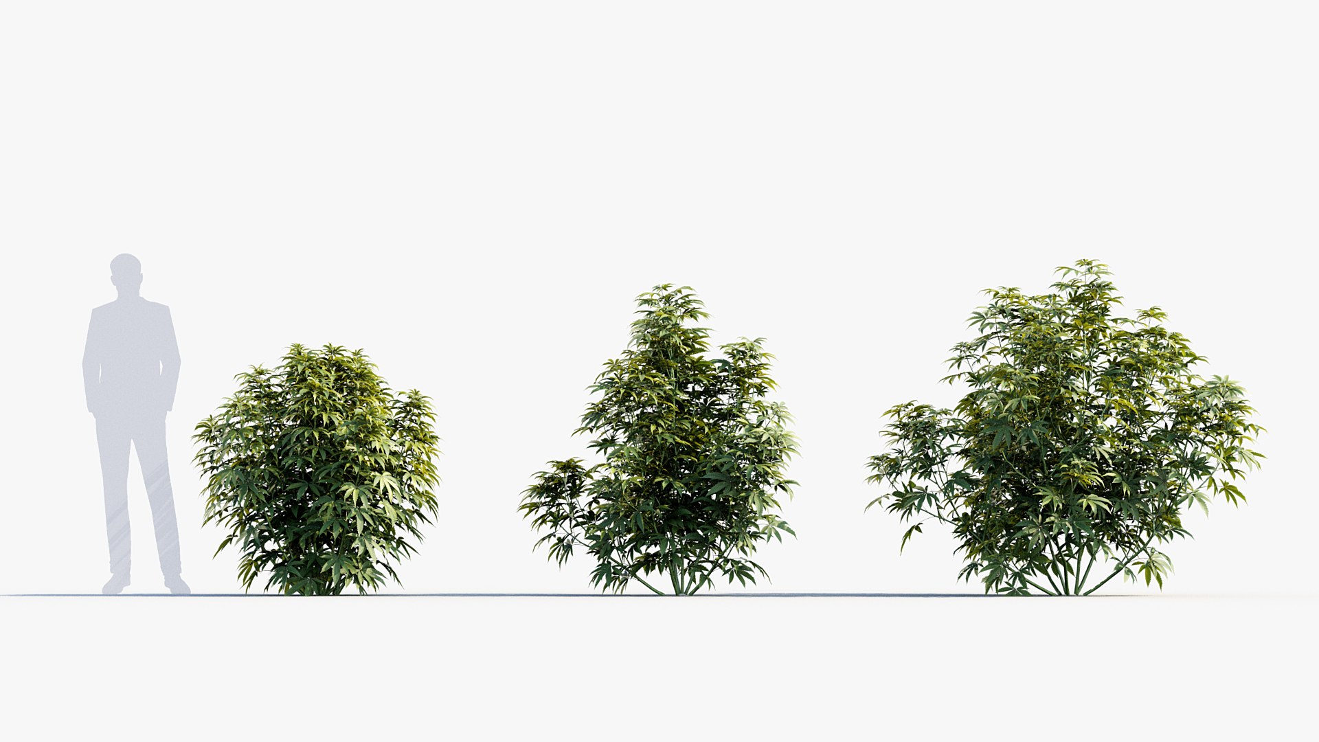 3D Cannabis Marijuana 3D Model Model - TurboSquid 2044656