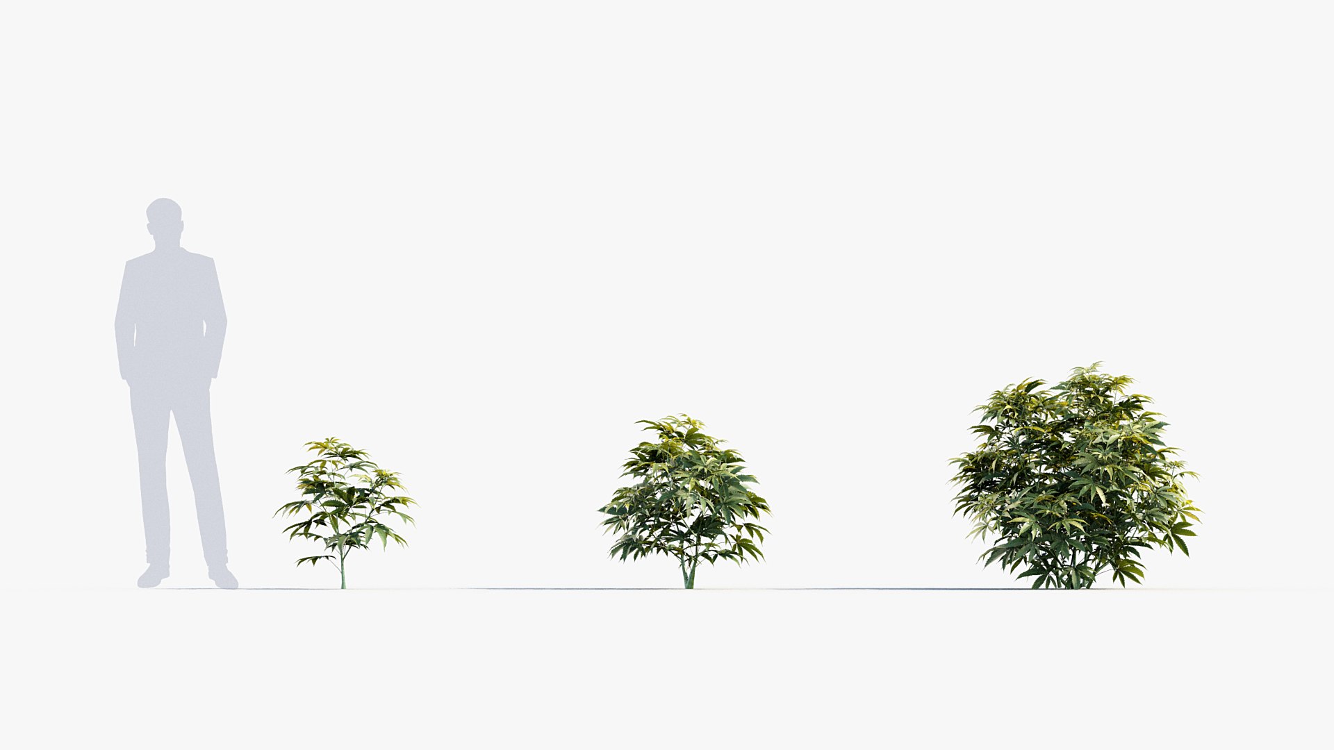 3D Cannabis Marijuana 3D Model Model - TurboSquid 2044656