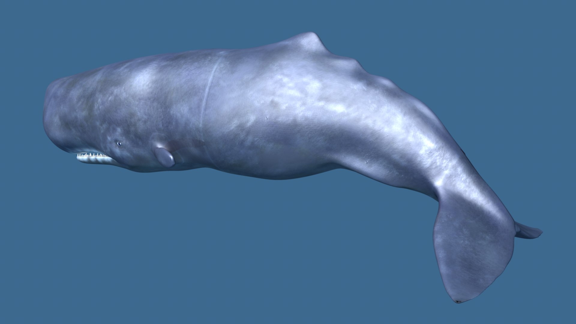 3D Model Sperm Whale - TurboSquid 2191442