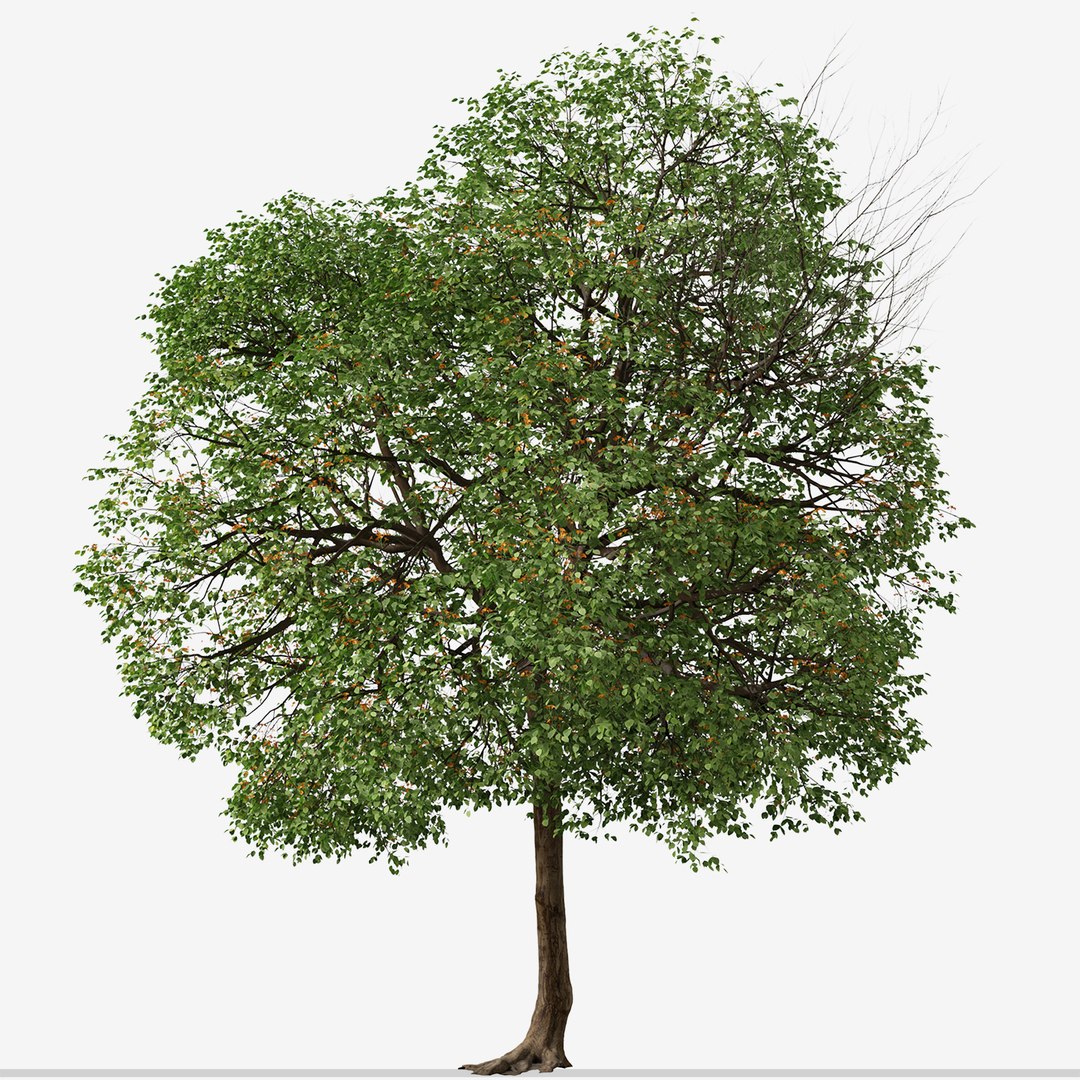 3D Set Of Cordia Sebestena Or Geiger Tree - 2 Trees - TurboSquid 1988833