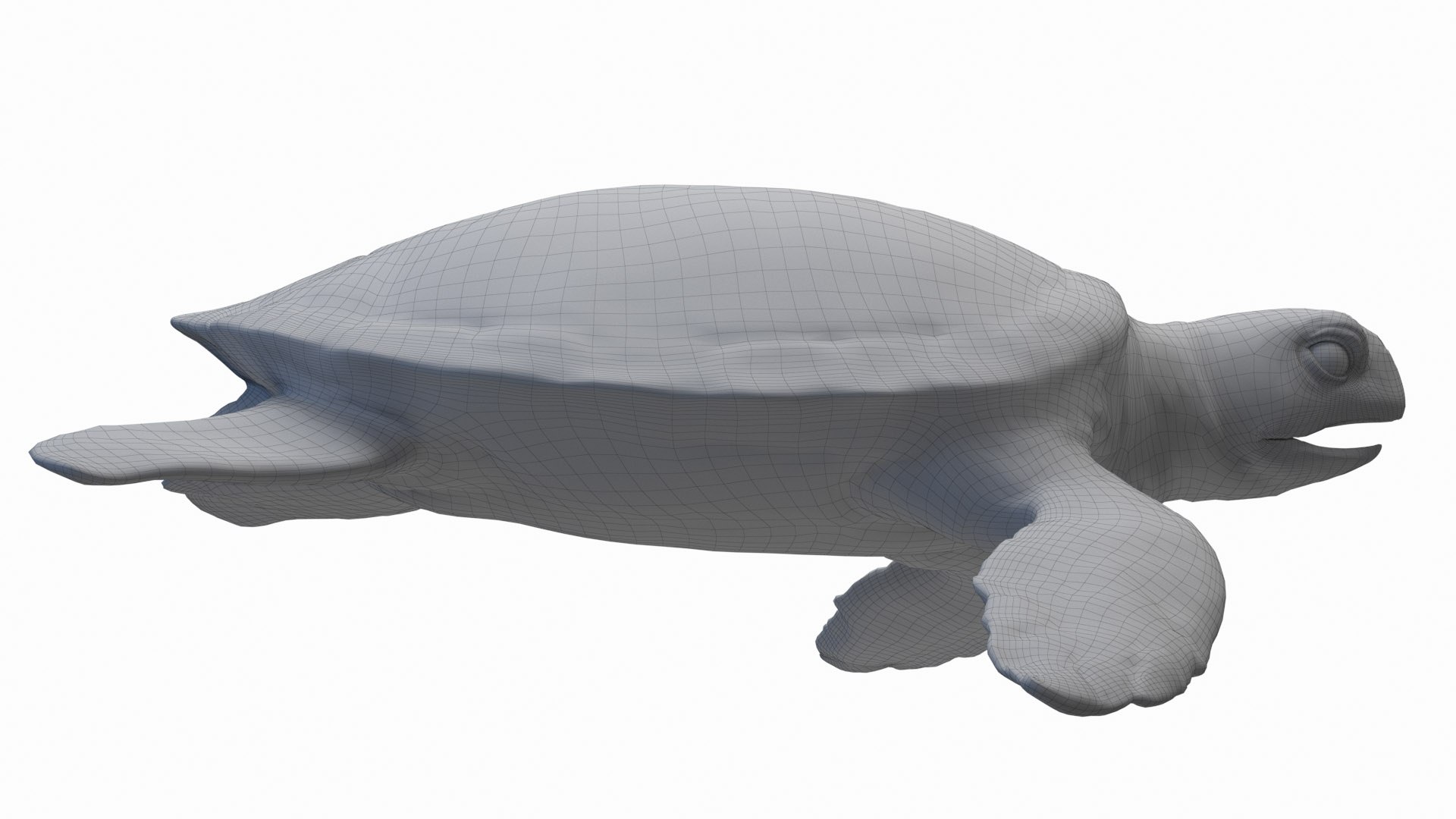 Green Sea Turtle Model - TurboSquid 2006079