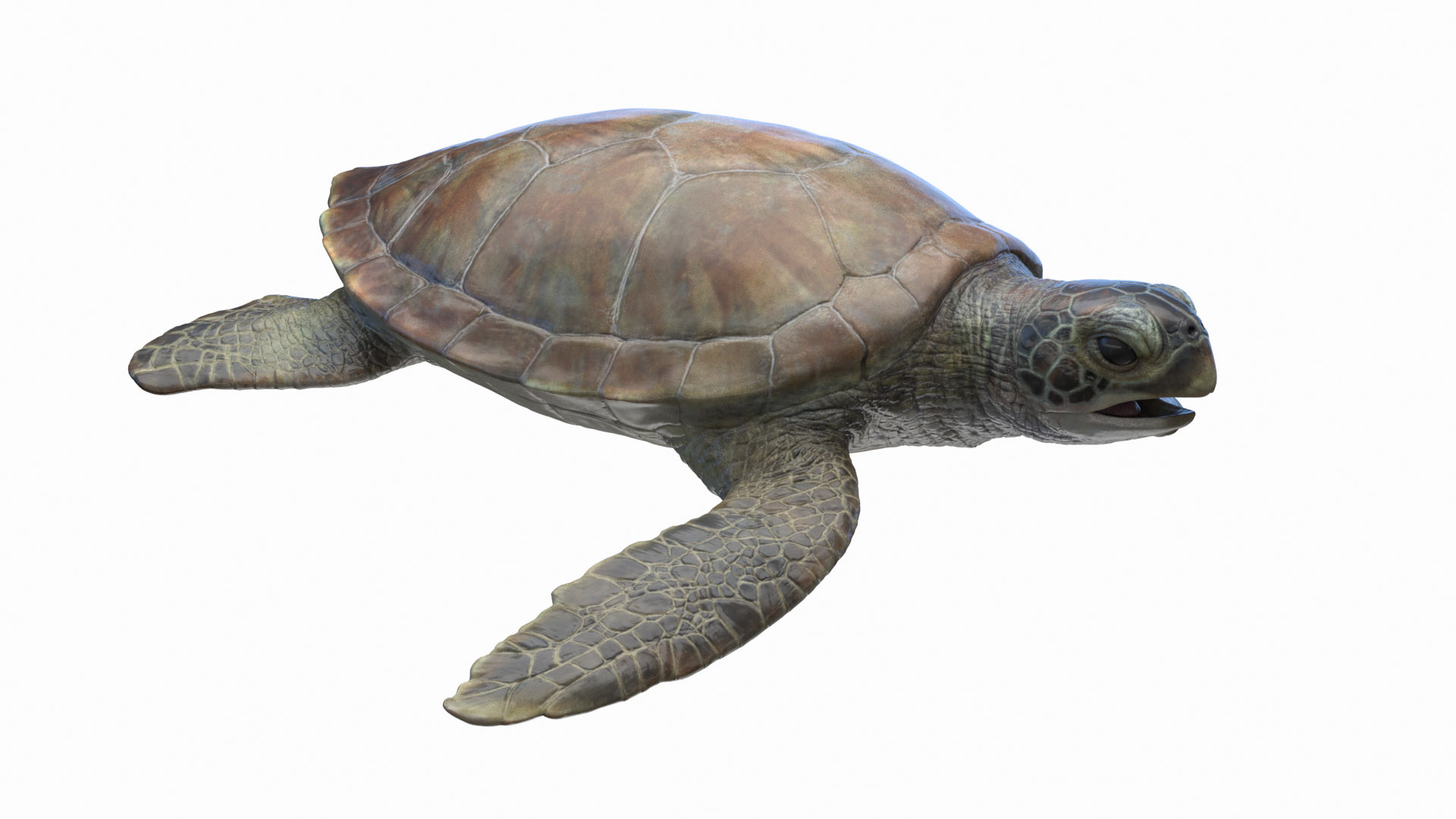 Green Sea Turtle Model - TurboSquid 2006079