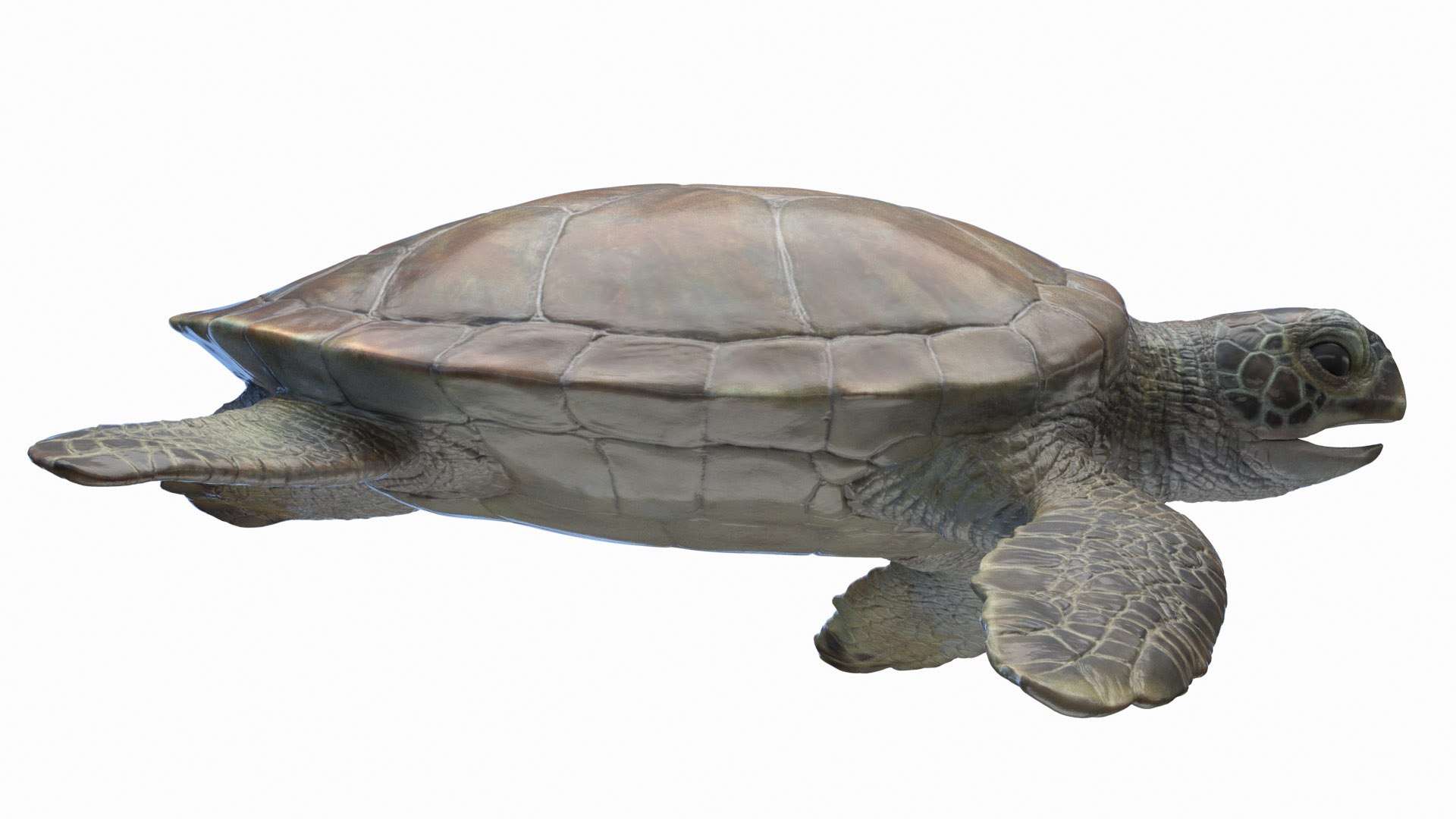 Green Sea Turtle Model - TurboSquid 2006079