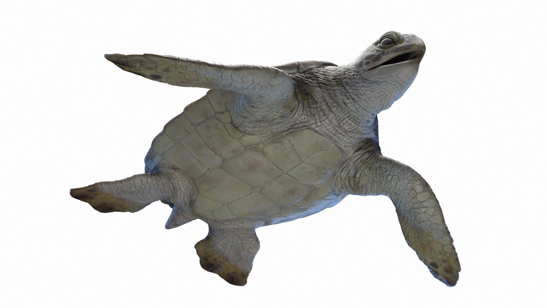 Green Sea Turtle Model - TurboSquid 2006079