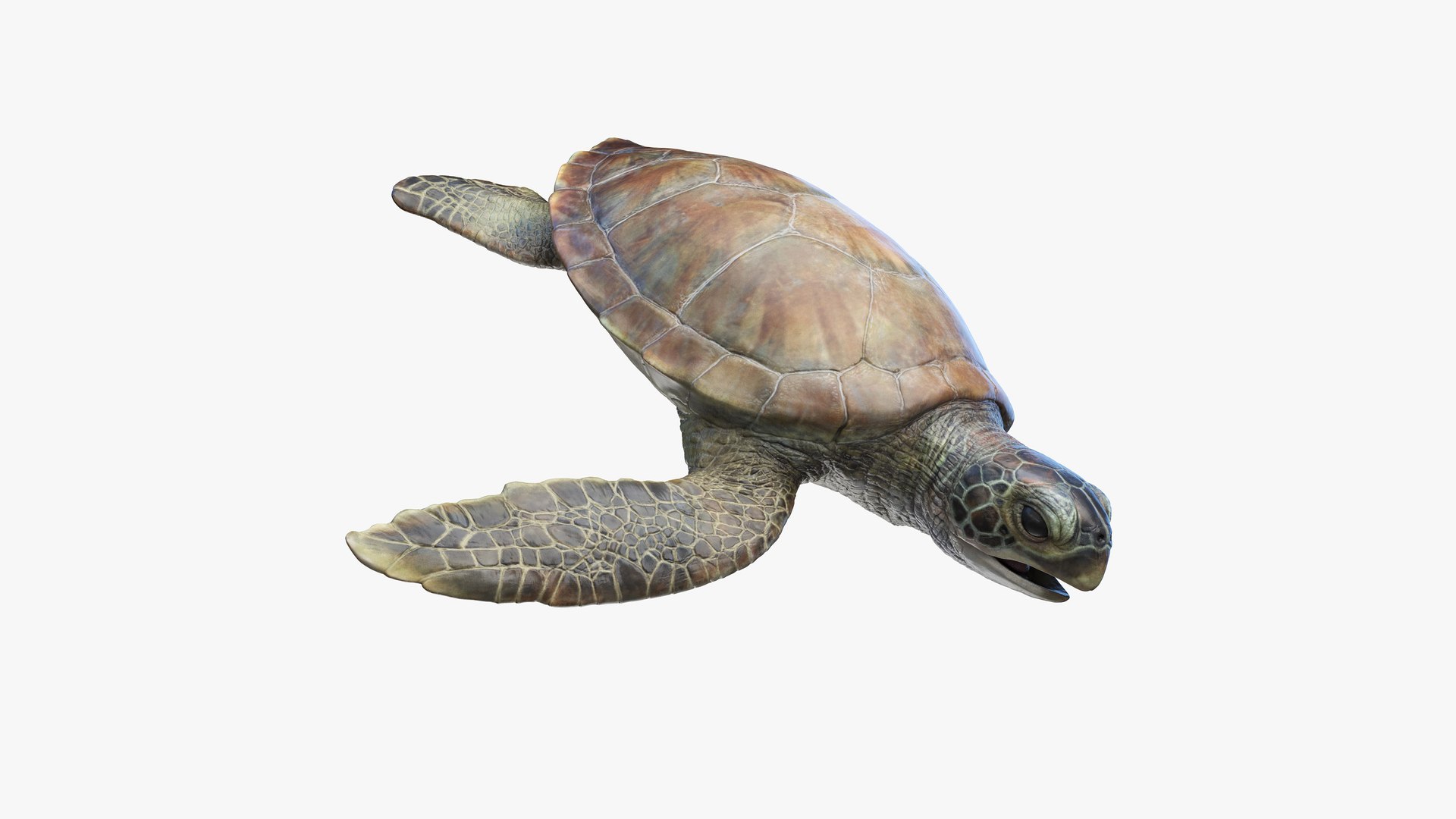 Green Sea Turtle Model - TurboSquid 2006079