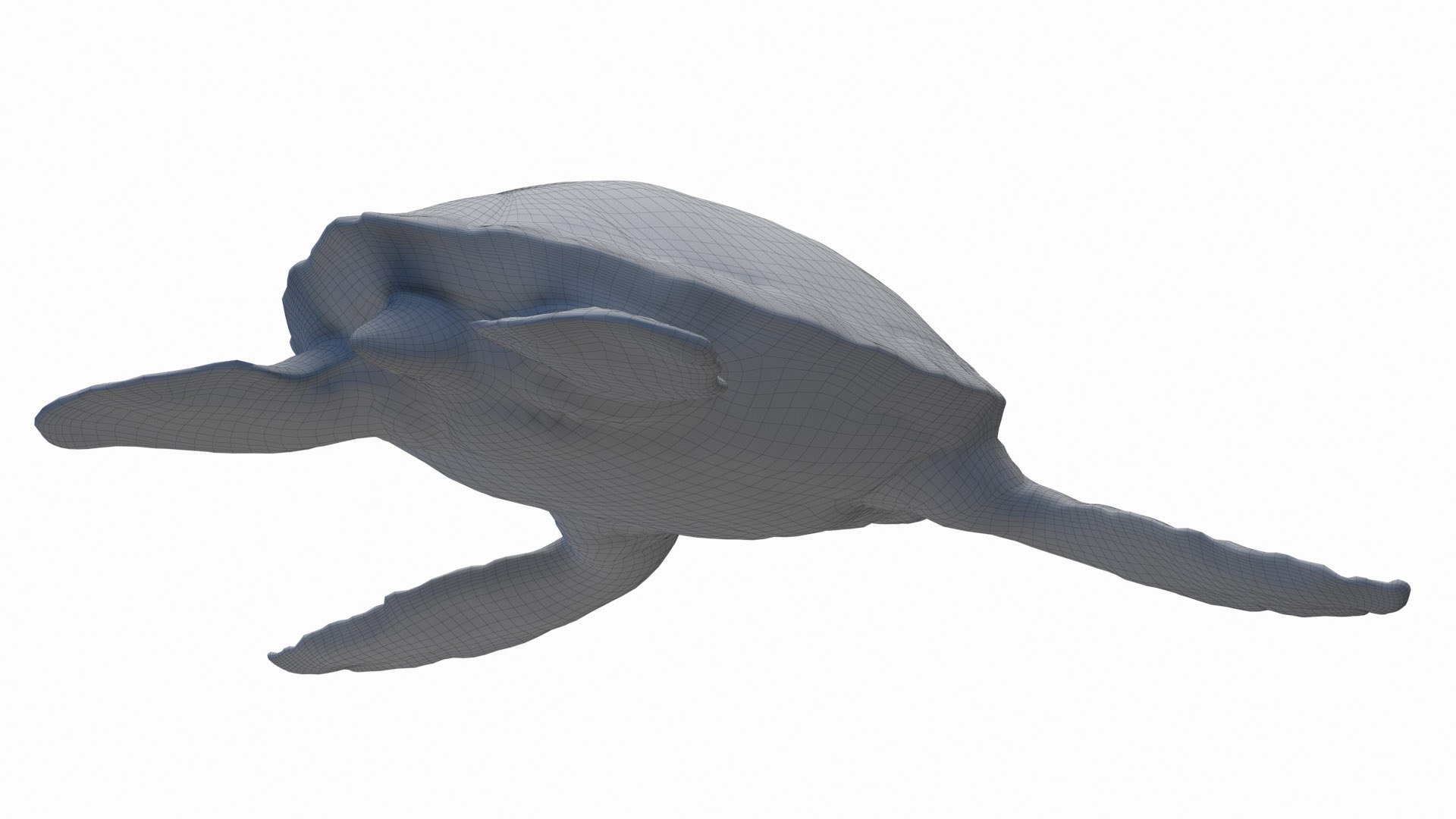 Green Sea Turtle Model - TurboSquid 2006079