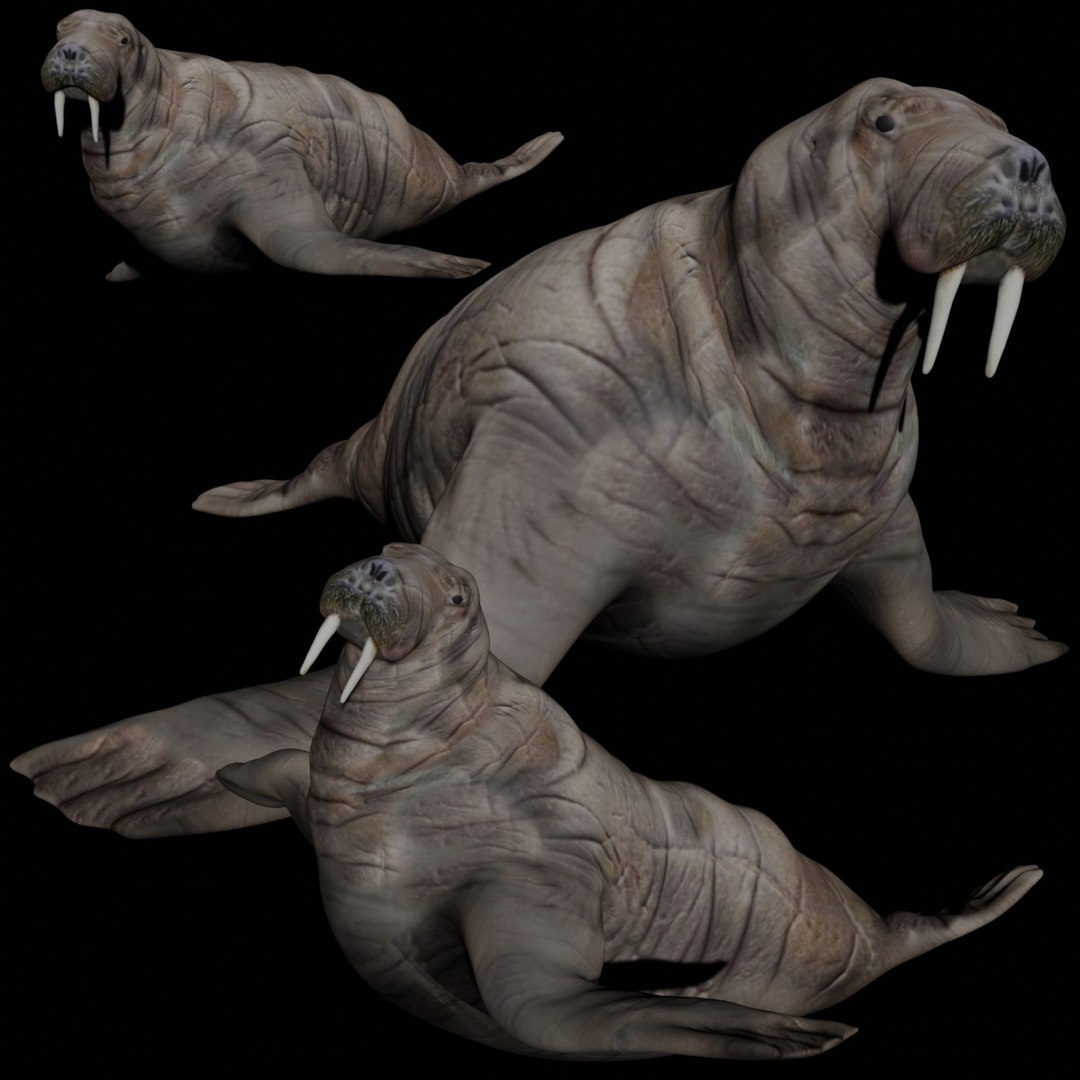 Walrus Rigged 3D Model - TurboSquid 1679718