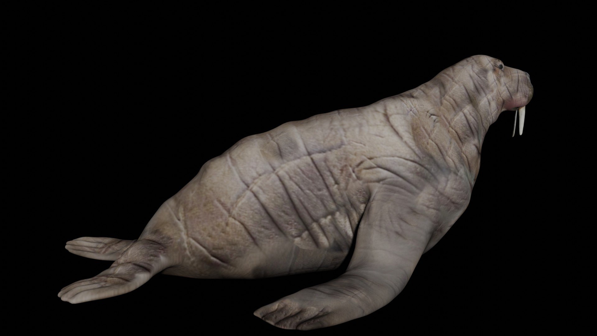 Walrus Rigged 3D Model - TurboSquid 1679718