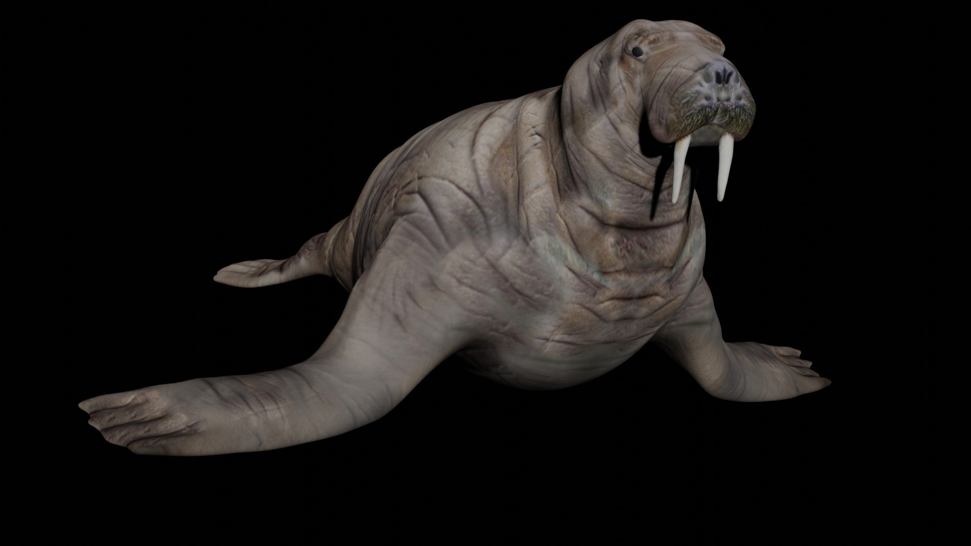 Walrus Rigged 3D Model - TurboSquid 1679718