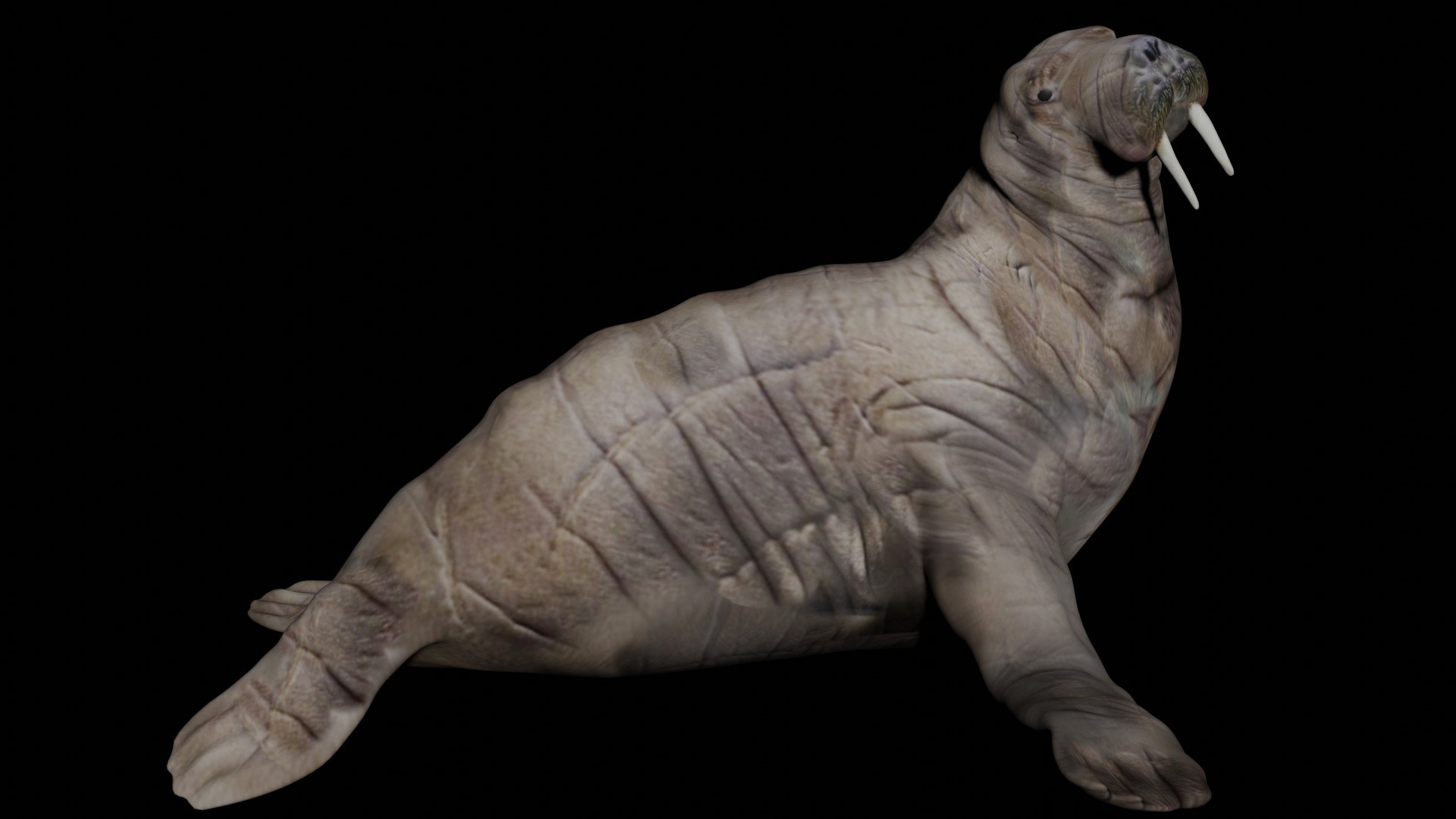 Walrus Rigged 3D Model - TurboSquid 1679718