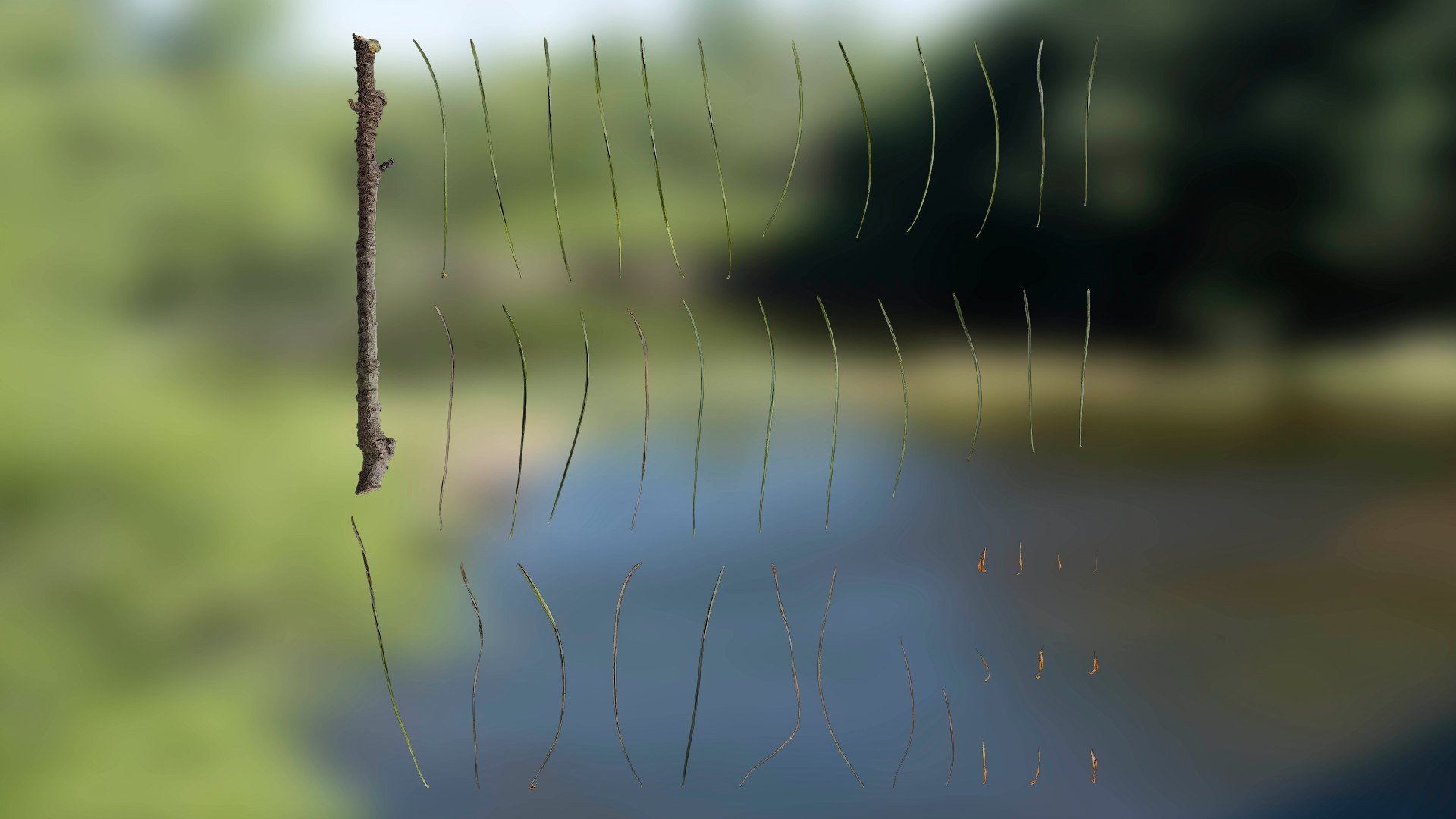 3D Pinus Atlas Texture Pack Model - TurboSquid 2315138