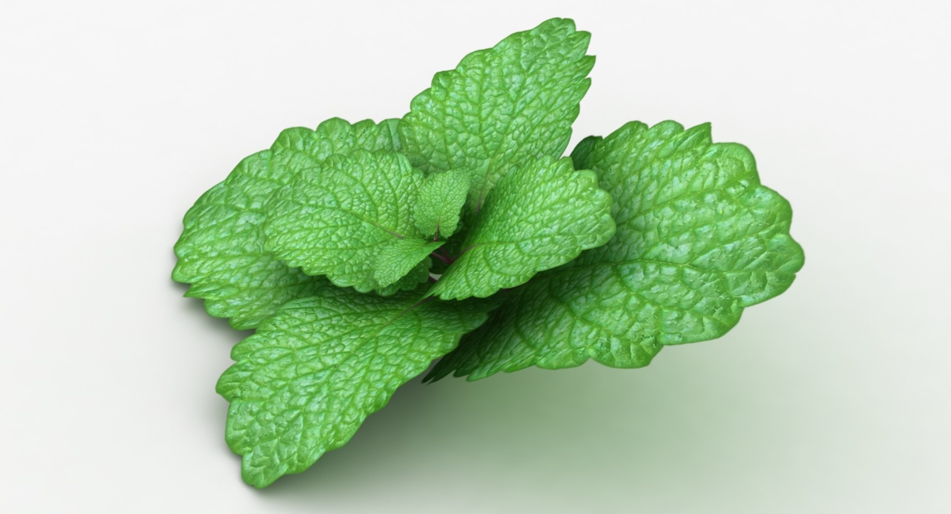 Mint Scanline Ready 3D Model - TurboSquid 1244381