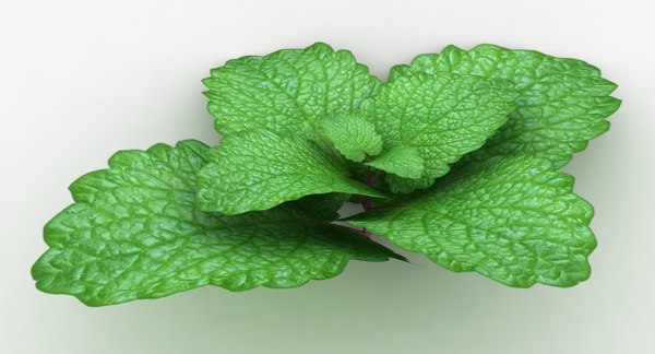 Mint scanline ready 3D model - TurboSquid 1244381