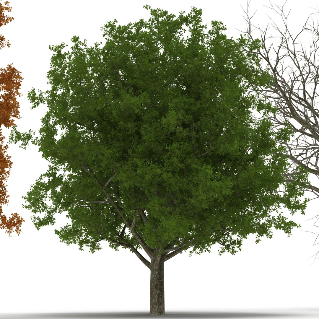 3d White Oak Tree Model