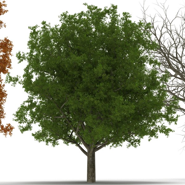 3d white oak tree model