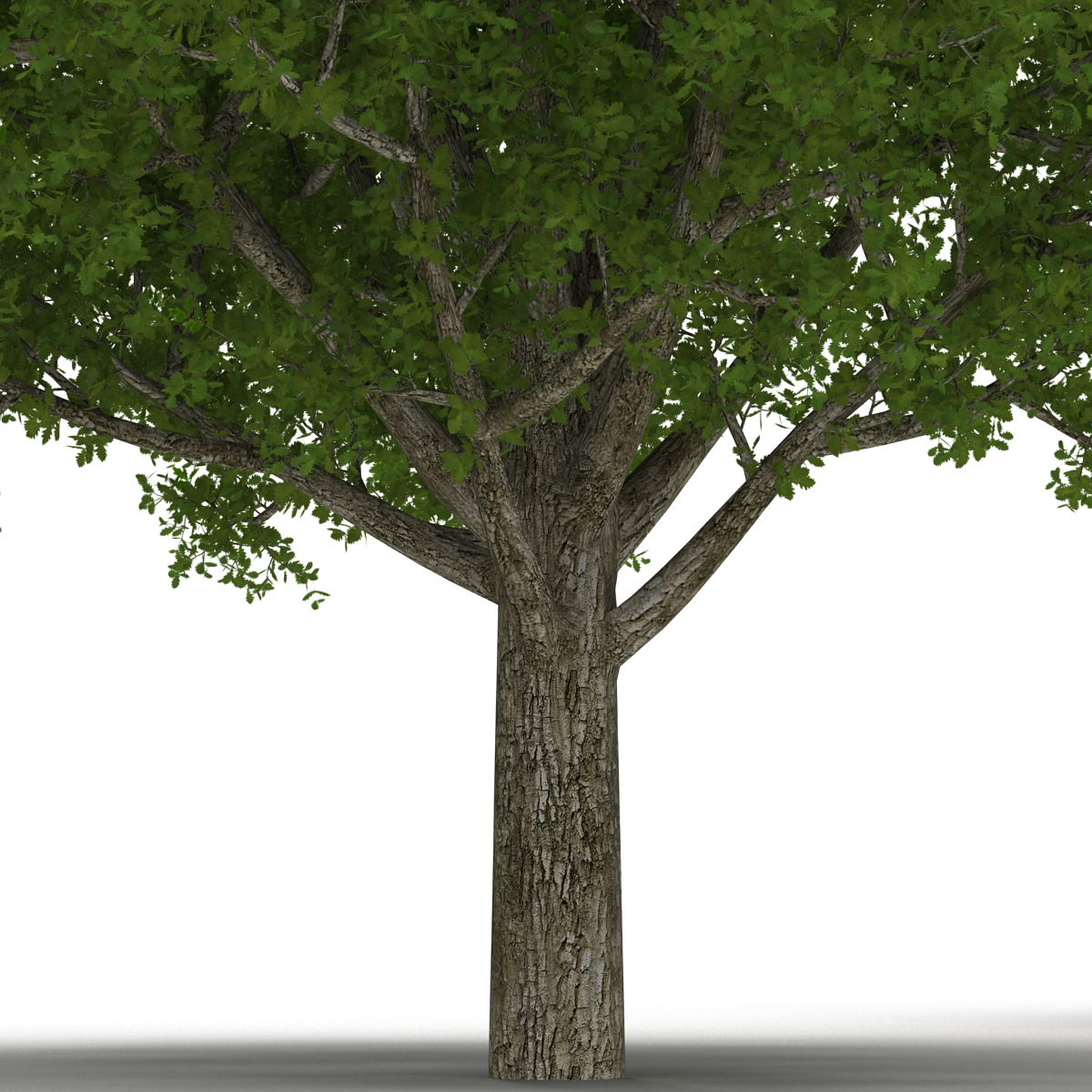 3d white oak tree model