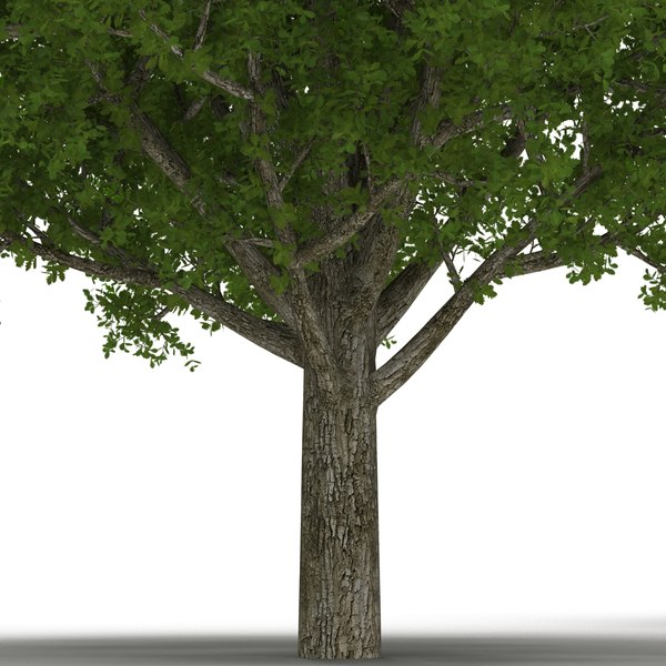 3d white oak tree model