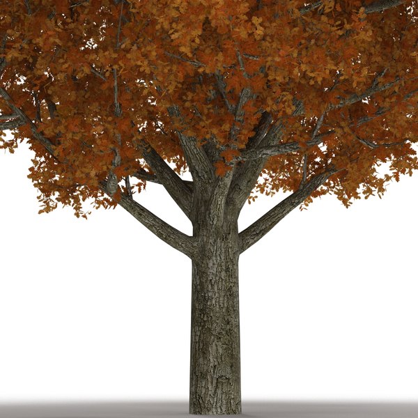 3d white oak tree model