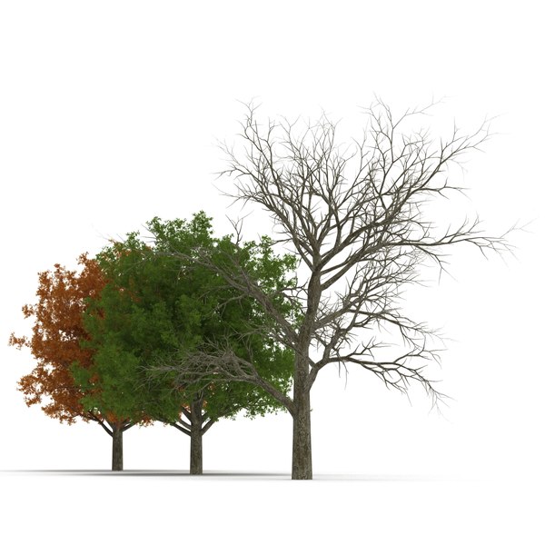 3d white oak tree model