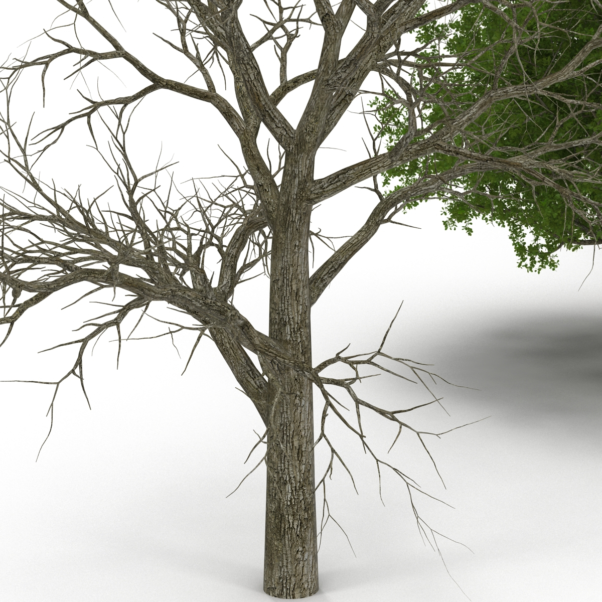 3d white oak tree model