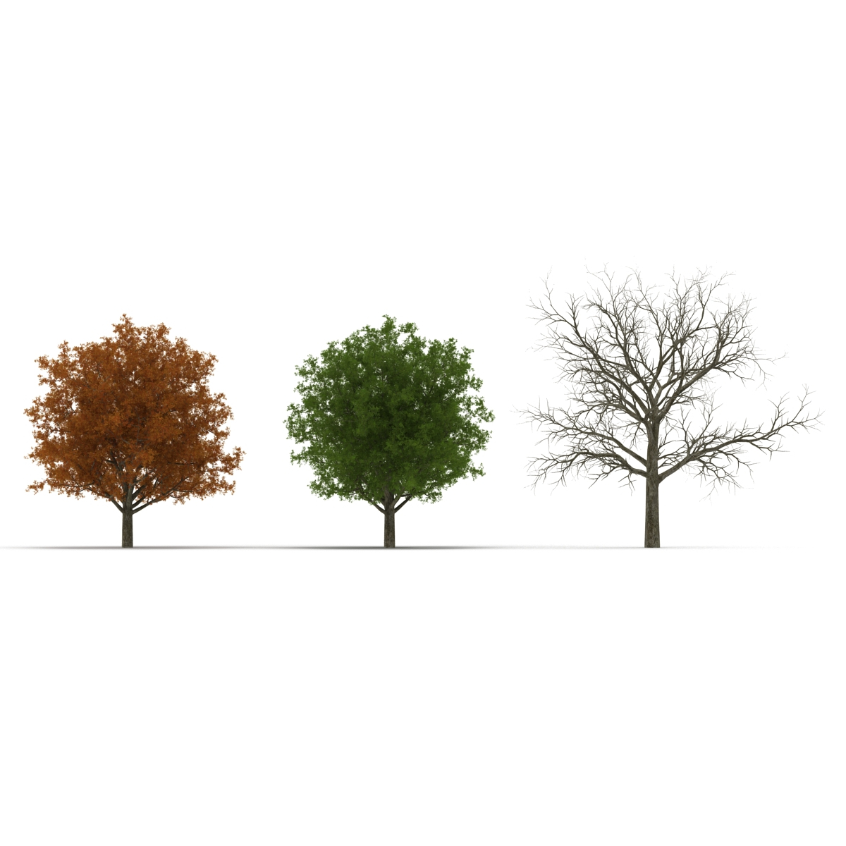 3d white oak tree model
