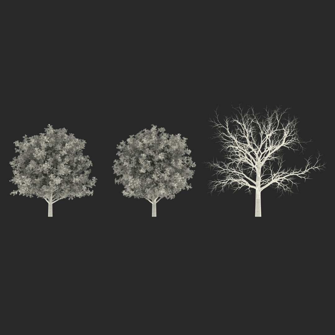 3d White Oak Tree Model