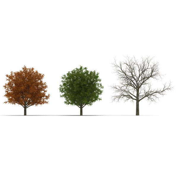 3d white oak tree model