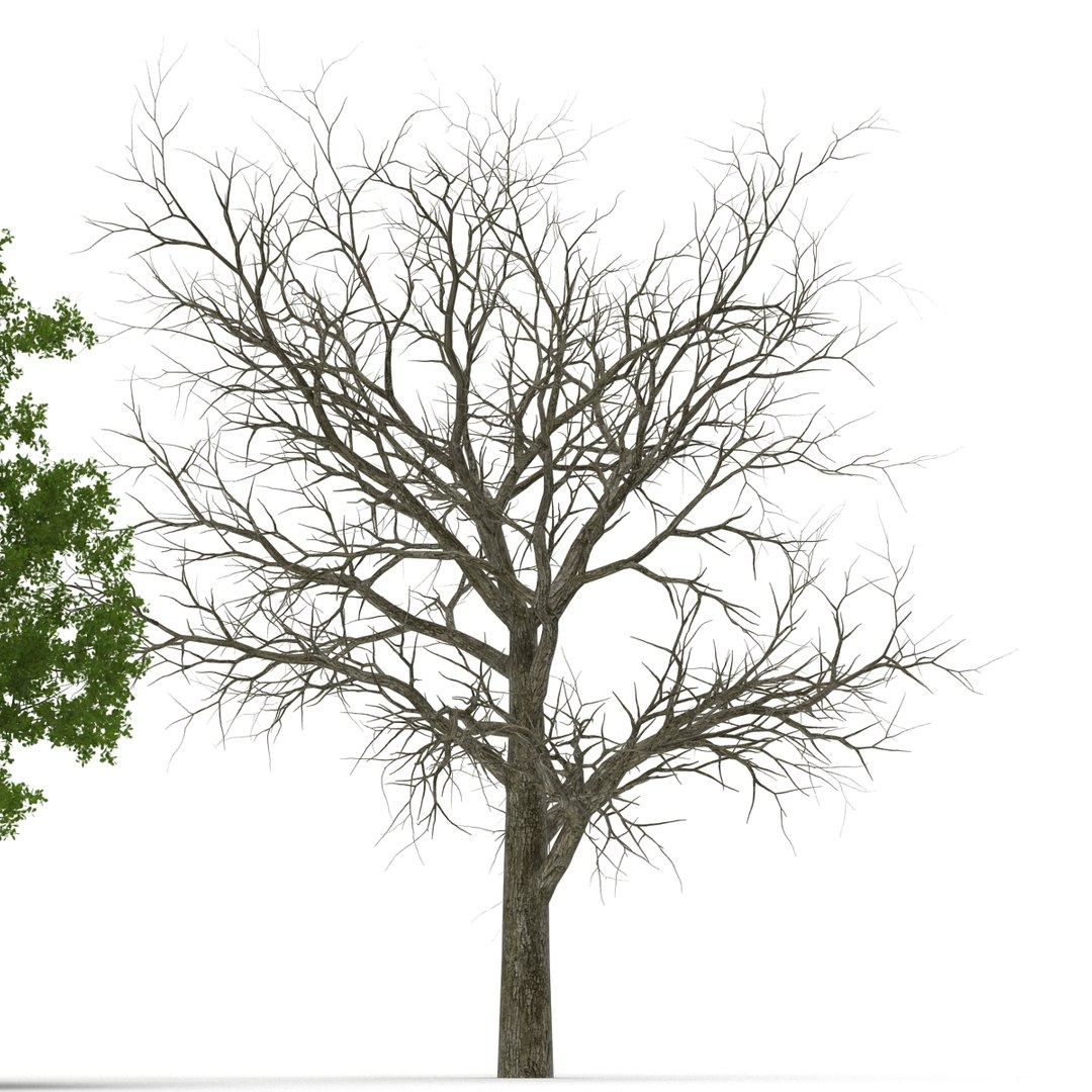 3d White Oak Tree Model