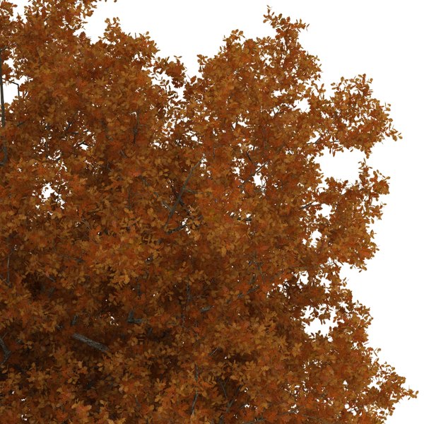 3d white oak tree model