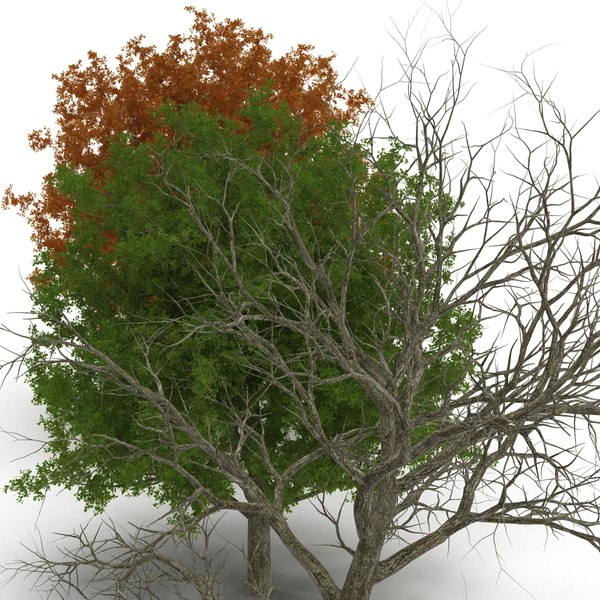 3d white oak tree model