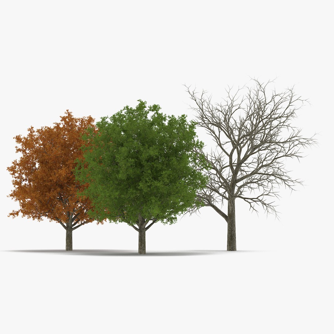 3d White Oak Tree Model
