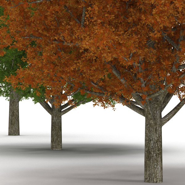 3d white oak tree model