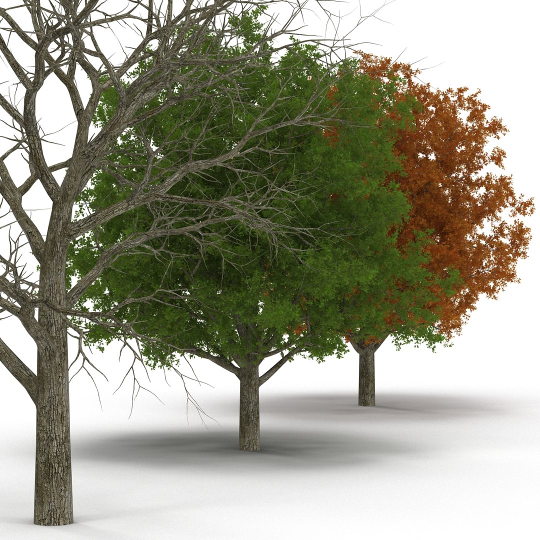 3d White Oak Tree Model