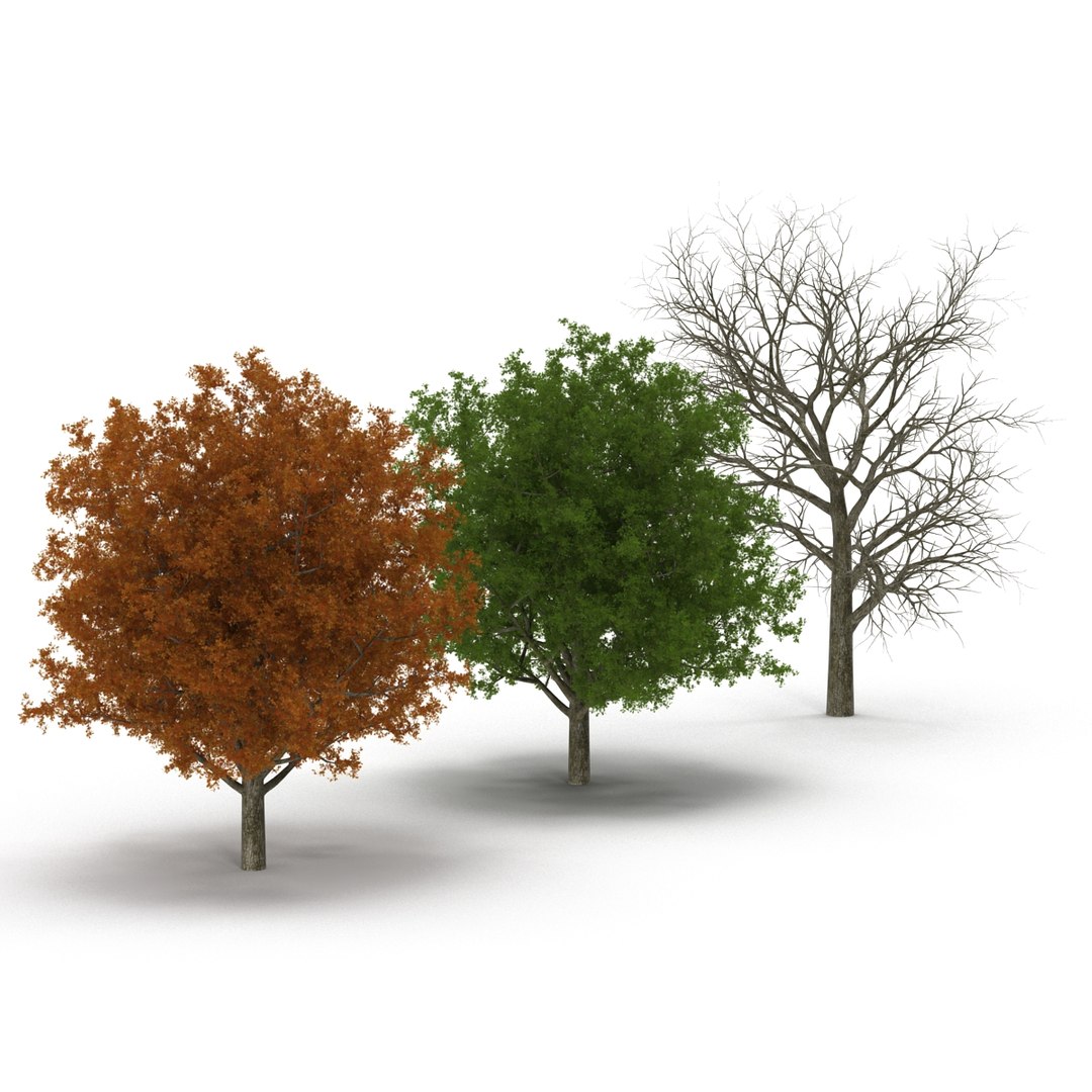 3d White Oak Tree Model