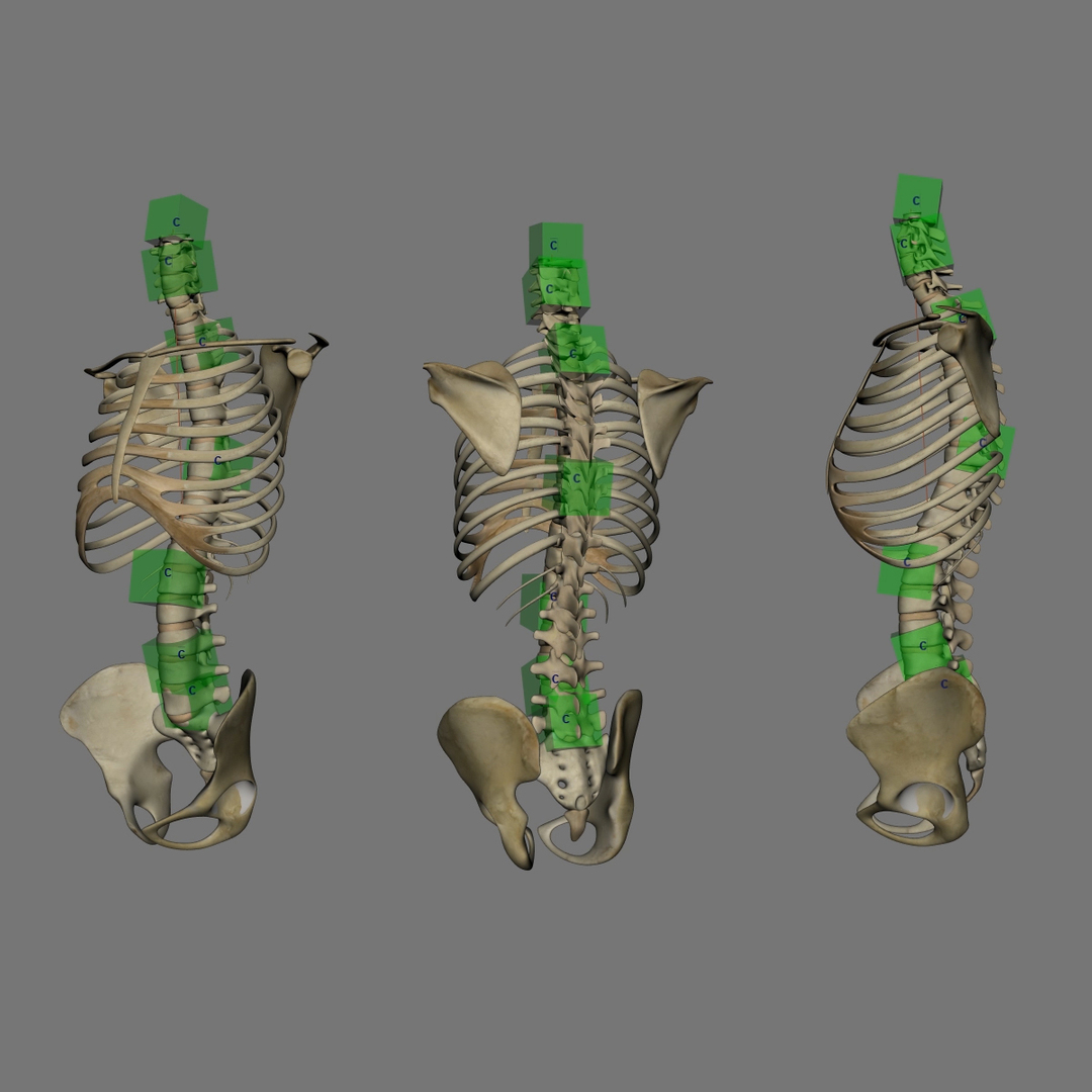 Rigged Skeleton Female Combo 3d Model