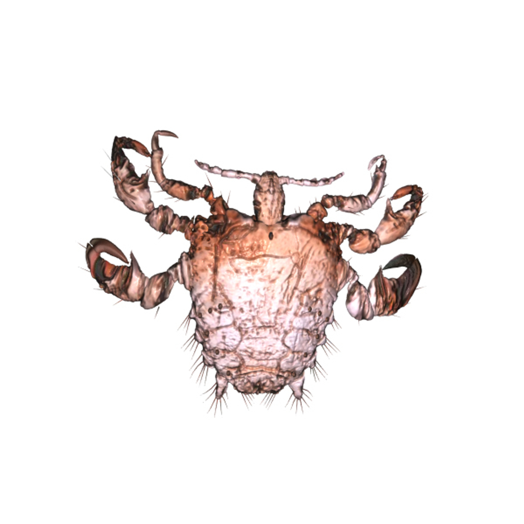 fbx crab louse