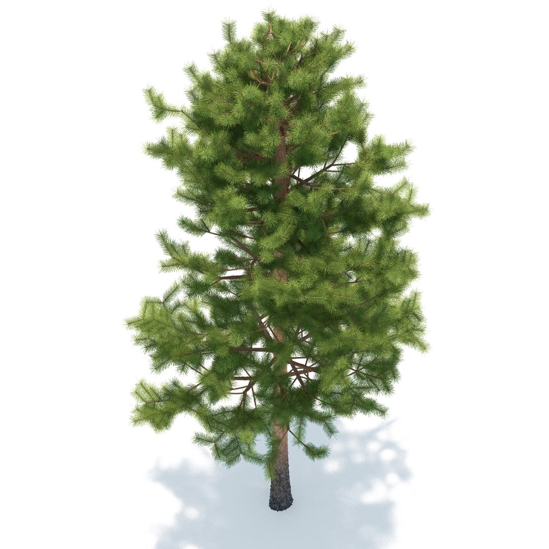 pine max