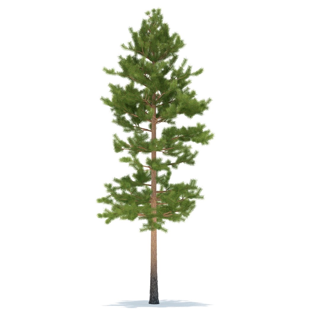 pine max