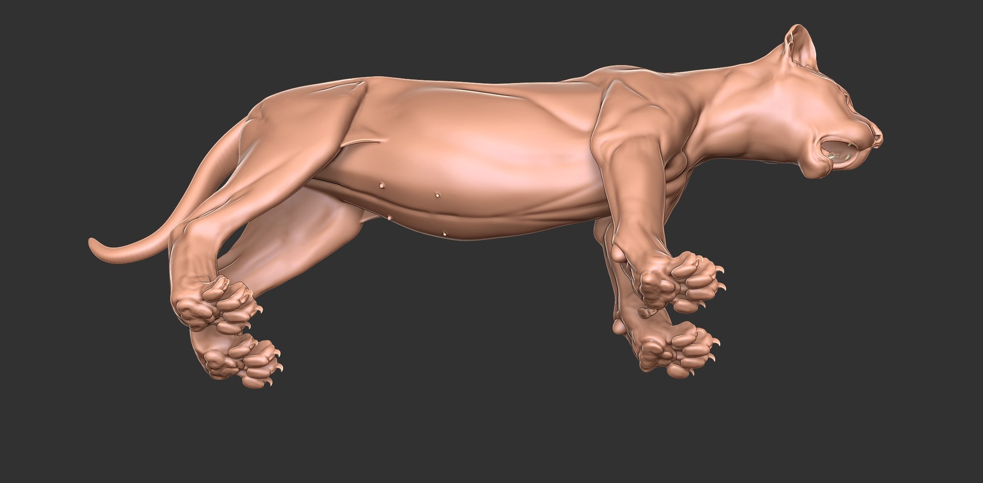 Lion Cub Primary Forms Zbrush Sculpt 3D - TurboSquid 1820009
